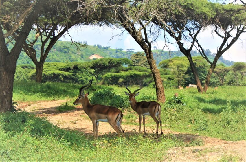 Eden awaits you in Solai Game Park, Kenya - pravasisamwad